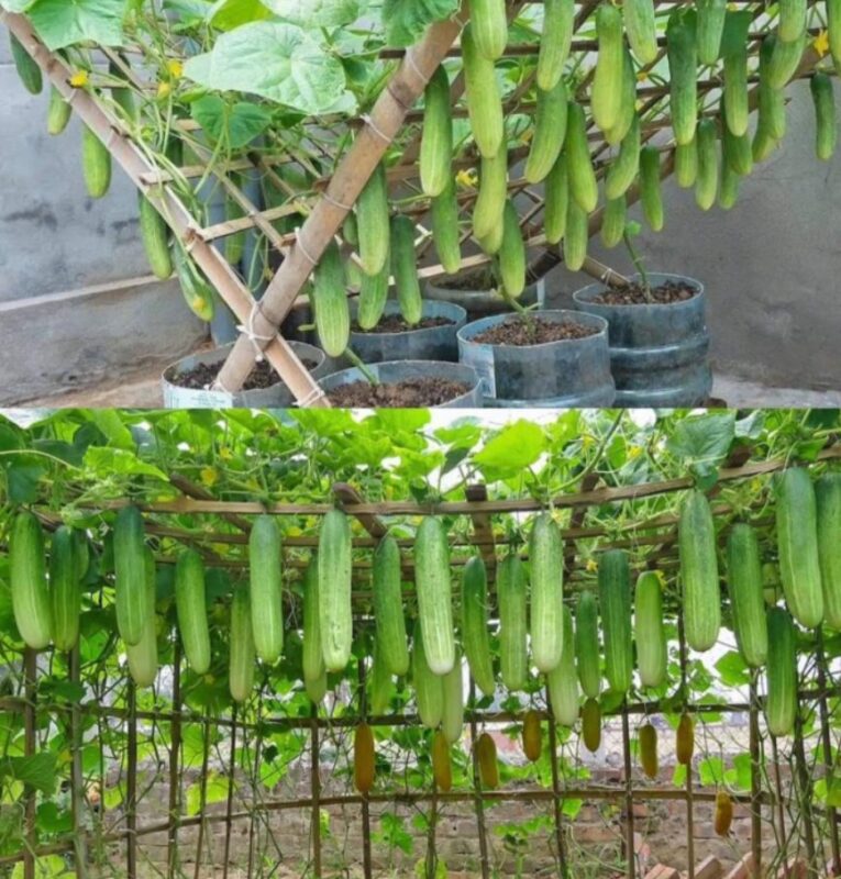 9 idee per supporti per cetrioli che faranno fare un salto di qualità ...